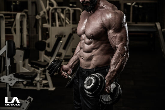 The Basic Guide To Muscle Building – LA Muscle - USA